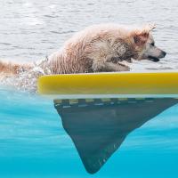 China Extra Large Inflatable Water Ramp For Boat,Dog Pool Inflatable Light Dog Ramp Soft Ladder For Dogs, Rung Platform for sale