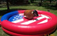 China Round Inflatable Mechanical Bull , PVC Tarpaulin Inflatable Mechanical Bull Ride Game for sale