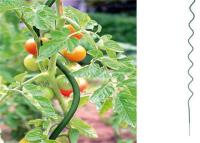 China 5mm Diameter Tomato Growing Wire 1.6m Height Galvanized Spiral for sale