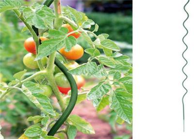 China 5mm Diameter Tomato Growing Wire 1.6m Height Galvanized Spiral for sale