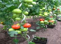 China 5mm Diameter 1.6m Height Galvanized Tomato Spiral Wire for Plant Support for sale