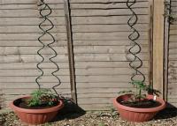 China 8.0mm Diameter 2.0m Height Greenhouse Iron Spiral Plant Support Wire Galvanized or PVC Coated for sale