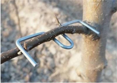 China 13CM Length Galvanized Tree Branch Pressing Tool Furit Trees Use for sale