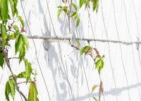 China 60mm*60mm Hole Stainless Steel Rope Mesh Green Wall For Greening for sale