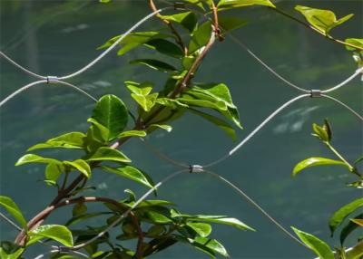China Opening Size 50mm*50mm SS304 Stainless Steel Rope Mesh Green Wall For Garden Decoration for sale