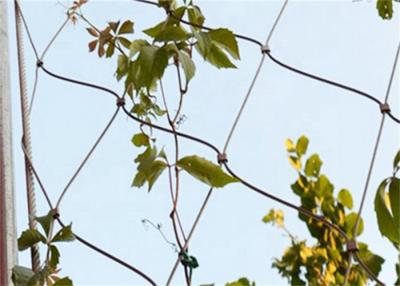 China 100*100mm Wire Rope Mesh Green Plant Climbing Ss304 for sale