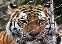 China 7x19 1.5mm Ss Rope Mesh 20 Years Tiger And Parrot Use Zoo for sale