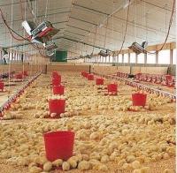 China Purple Horn2608 Poultry Gas Brooder Heater NG LPG Infrared Heating Element for sale