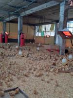 China Manual Temperature Adjustable Gas Brooder Heater For Livestock for sale