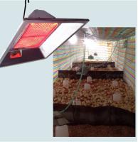 China Infrared Chicken Coop Heater LPG Natural Gas Brooder 2.46 kW for Poultry Farm for sale