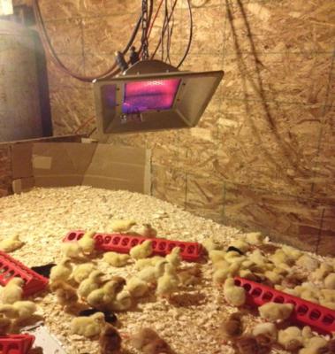 China 3900W LPG Poultry Brooder Heater Adjustable Thermostat 675mm Aluminized Steel for sale