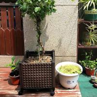 China PP Plastic Outdoor Planter Box on Wheels 60x60x60 cm Self Watering for sale