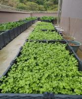 China PP Plastic Garden Planter Box 0.5mm-16.0mm Thick Long Service Life Outdoor Flower Pot for sale