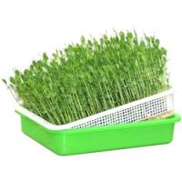 China Breathable Hydroponic Plastic Tray Custom Size Seedling Nursery Tray 50 Cells for sale