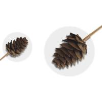 China 9cm Dcorative Bamboo Pine Cones Food Fruit Picks for sale