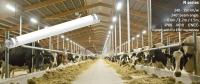 China Poultry Farm R Series LED Tri Proof Light 240 Degrees Ammonia Corrosion Resistance for sale
