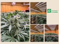 China 520W Led Grow Light Bar Foldable UV Far Red Canna Cultivation Dimming 2 X 4ft for sale