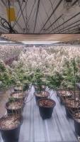 China Growers Republic 780W UV IR Full Spectrum LED Grow Lights For Indoor Plants for sale