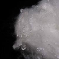 China White Polyester Staple Fibers 51mm 0.8D GRS Certified Microfiber for Pillow Filling and Bedding for sale