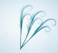 China Unique Pattern Dyed Burnt Curly Ringneck Pheasant Tail Feather for Event Party Supplies for sale