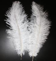 China Hat Decoration Millinery Feather Small Ostrich Plumes Feather for Events for sale