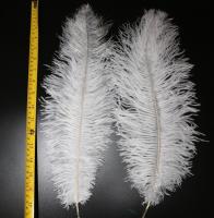 China Hat Decoration Millinery Feather Small Ostrich Plumes Feather for Events for sale