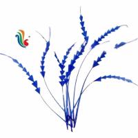 China Dyed Stripped Rooster Coque Feathers with Fast Shipping via DHL UPS FEDEX EMS TNT for sale