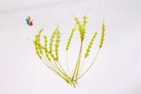 China Dyed Stripped Rooster Coque Feathers with Fast Shipping via DHL UPS FEDEX EMS TNT for sale