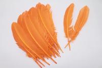 China Party Decoration Colored Turkey Feathers Event Supplies 10-12 inch for sale