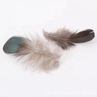 China 2-4 Cm Golden Pheasant Green Plumage Feathers Shipping DHL UPS FEDEX TNT Worldwide for sale