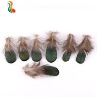 China 2-4 Cm Golden Pheasant Green Plumage Feathers Shipping DHL UPS FEDEX TNT Worldwide for sale