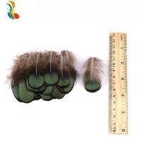 China 2-4 Cm Golden Pheasant Green Plumage Feathers Shipping DHL UPS FEDEX TNT Worldwide for sale