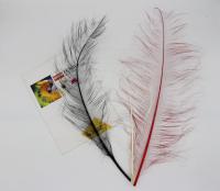 China FEDEX Shipping Feathers Millinery Supplies Burnt Ostrich Feathers 50-55cm Hat Decor for sale