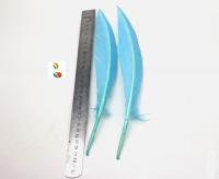 China 25-30cm Stripped Colored Turkey Feathers Quill Dyed For Decorative for sale