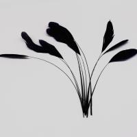 China 8-10 inch Chicken Feather Party Decoration Stripped Coque Create a Stunning Atmosphere for sale