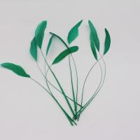 China 8-10 inch Chicken Feather Party Decoration Stripped Coque Create a Stunning Atmosphere for sale