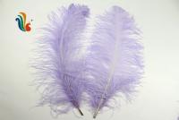China Various  Color Millinery Feather Ostrich Plume Feathers 50-55cm For Hat Decoration for sale