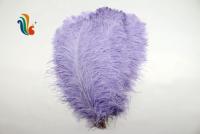 China Various  Color Millinery Feather Ostrich Plume Feathers 50-55cm For Hat Decoration for sale