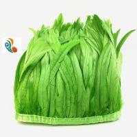 China Chic Dyed Rooster Coque Feather Fringe Trim with Satin Ribbon Tapes for sale