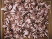 China 15*30cm Hackle And Goose Feather Mounts With Wire , Flower Feather Headband for sale