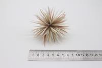 China 5*10 cm Goose Biot Feather Flower Mount with Wire Accessory for sale