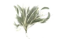 China Shipping DHL UPS FEDEX EMS TNT Coque and Hackle Feather Flower Mount with Wire Accessory for sale