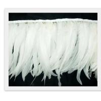 China Shipping DHL/UPS/FEDEX/EMS/TNT White Coque Feather Fringe Trim with Satin Ribbon Tape for sale