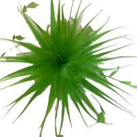 China Expedited Shipping 15*15 cm Goose Feather Flower Mount with Wire Accessory for sale