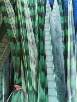 China Carinval Costumes Decoration Fake Reeve Pheasant Feather for sale