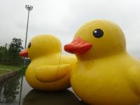 China Custom Inflatable Big Yellow Rubber Duck Cartoon Model for Advertising 3m to 30m PVC for sale