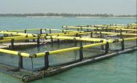 China HDPE Square Aquaculture Fish Cage Floating System - 200mm to 400mm Pipe Diameter, 15+ Year Lifespan for sale