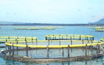China HDPE Aquaculture Fish Cage with 50-Year UV Resistance and -60°C/+80°C Temperature Range for Marine Farming for sale