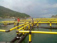 China HDPE Aquaculture Fish Cage with 50-Year UV Resistance and -60°C/+80°C Temperature Range for Marine Farming for sale