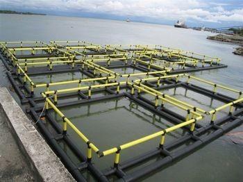 China HDPE Circular Floating Fish Cage 6m-90m Diameter for Marine Aquaculture - Temperature Range -60°C to +80°C for sale